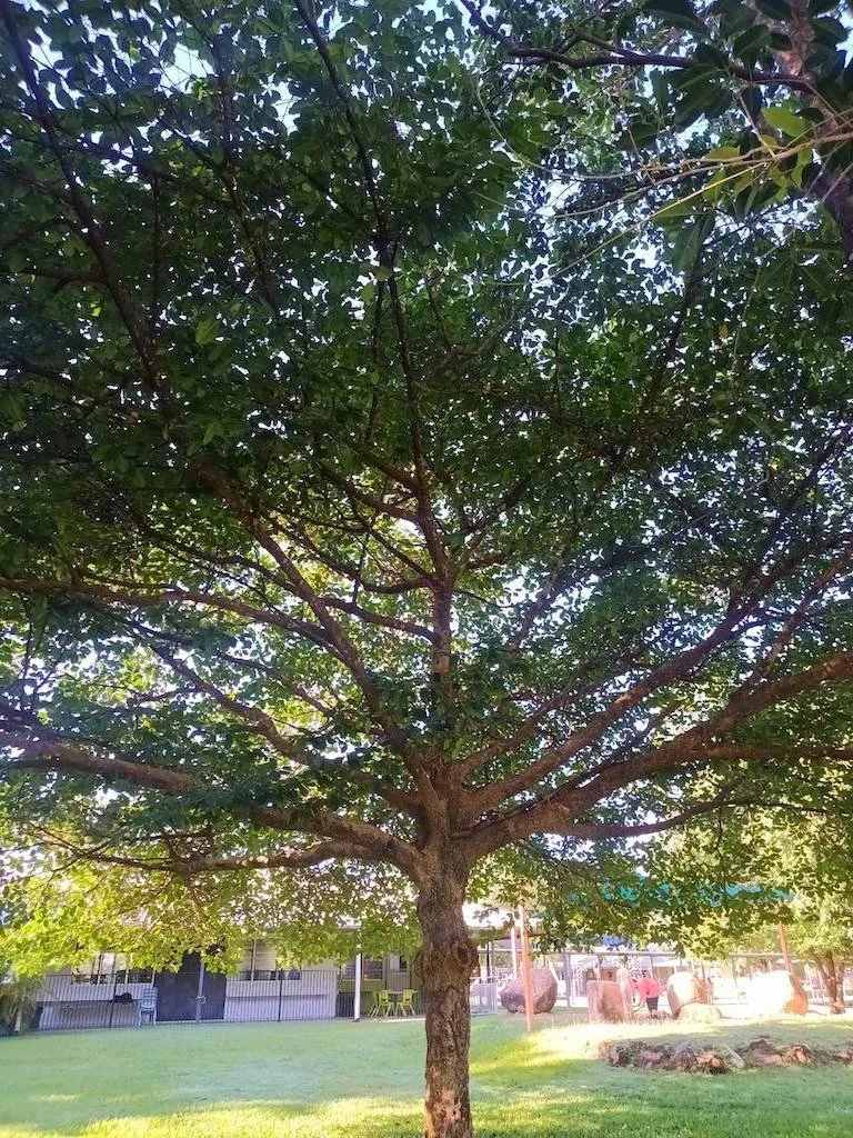 Carallia brachiata (Bush Currant) — Territory Native Plants