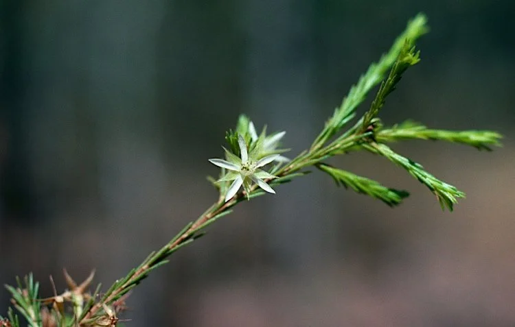 Calytrix brownii (White Turkey Bush) — Territory Native Plants