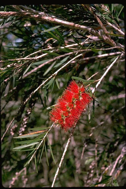 Callistemon ‘Dawson River’ (Weeping Bottlebrush) — Territory Native Plants