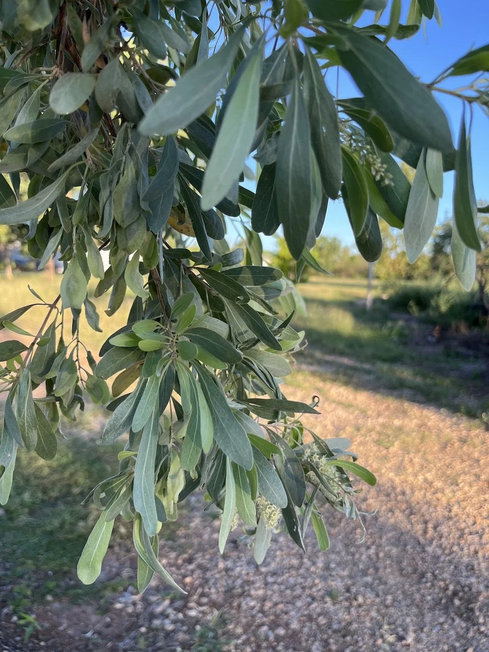 Terminalia canescens (Winged Nut Tree) — Territory Native Plants