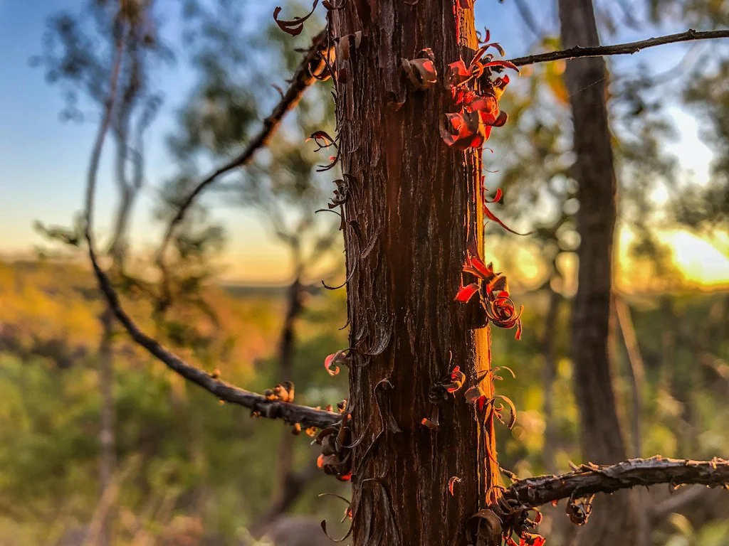 Acacia lysiphloia (Turpentine Bush) — Territory Native Plants