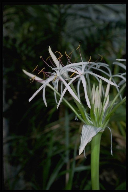Crinum pedunculatum (River Lily) — Territory Native Plants