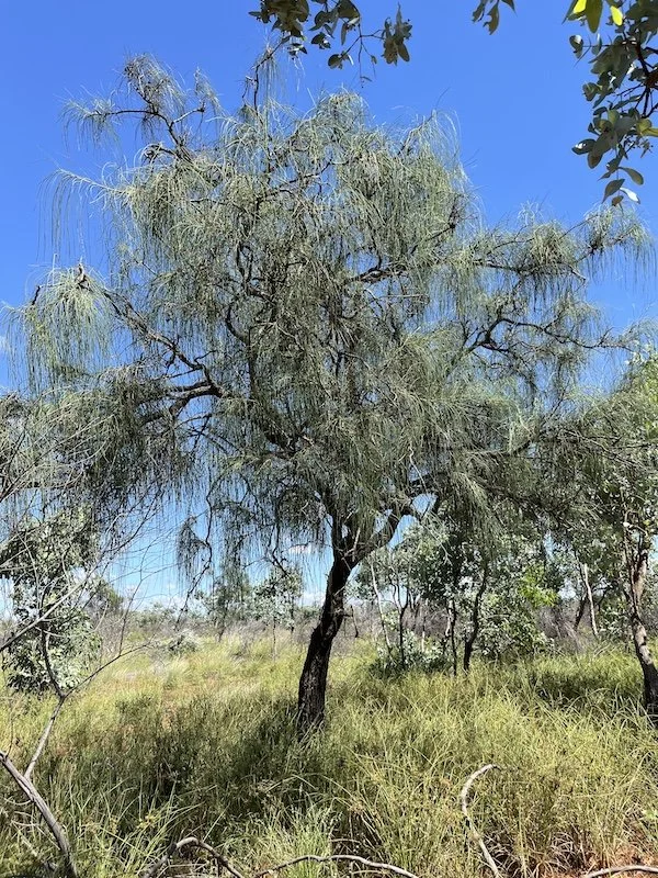 Hakea lorea (Corkwood) — Territory Native Plants
