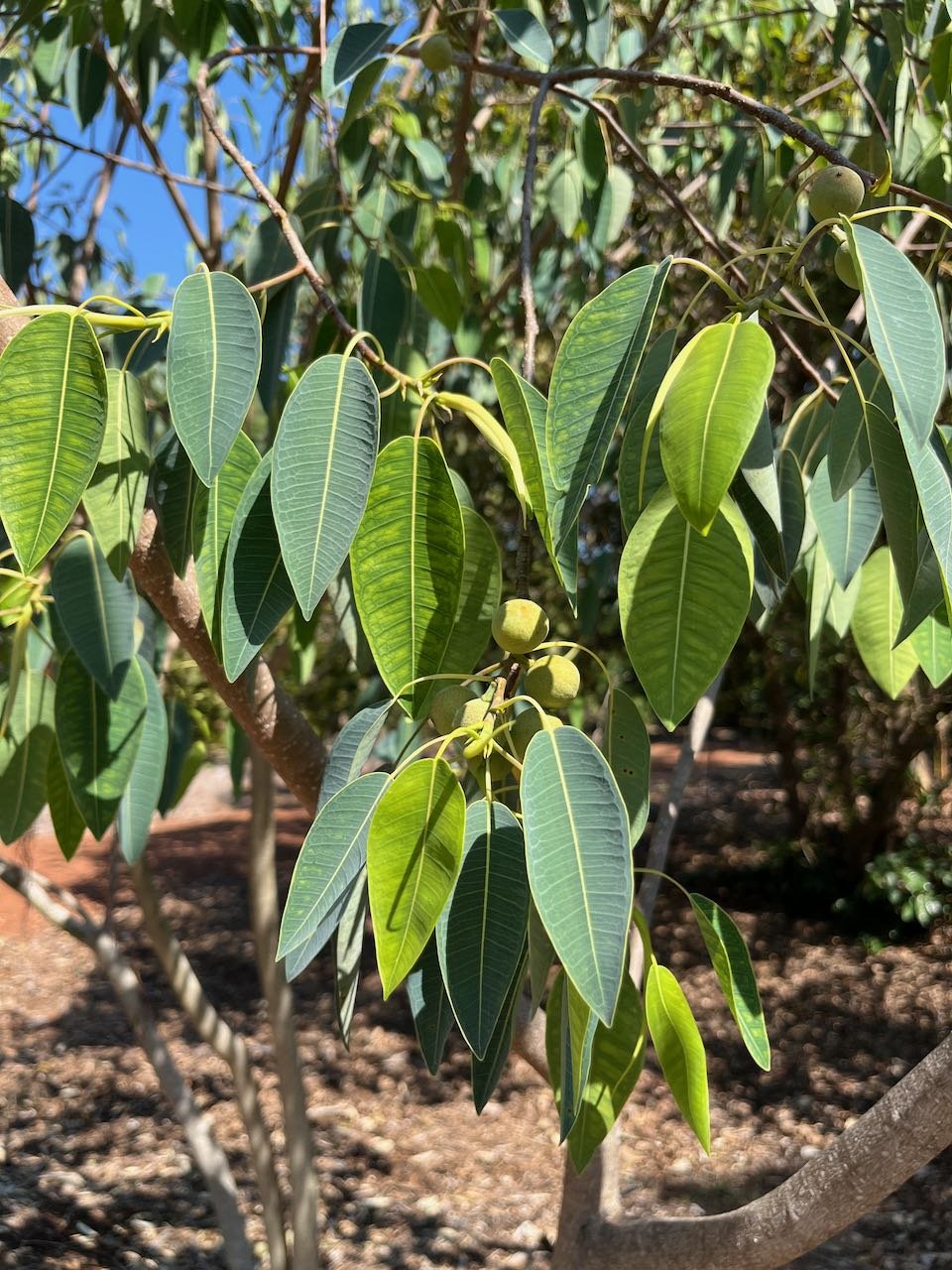 Ficus subpuberula (Blue Rock Fig) — Territory Native Plants