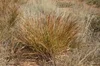 Heteropogon contortus (Black Speargrass) — Territory Native Plants