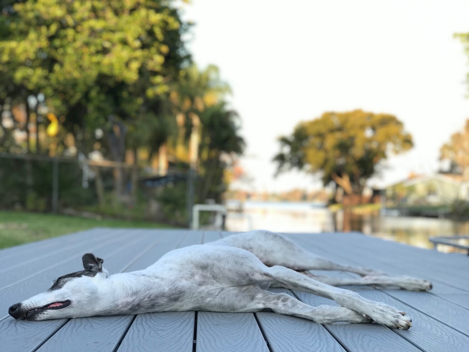 Bed and Shred - Cathy Williams The Confident Captain