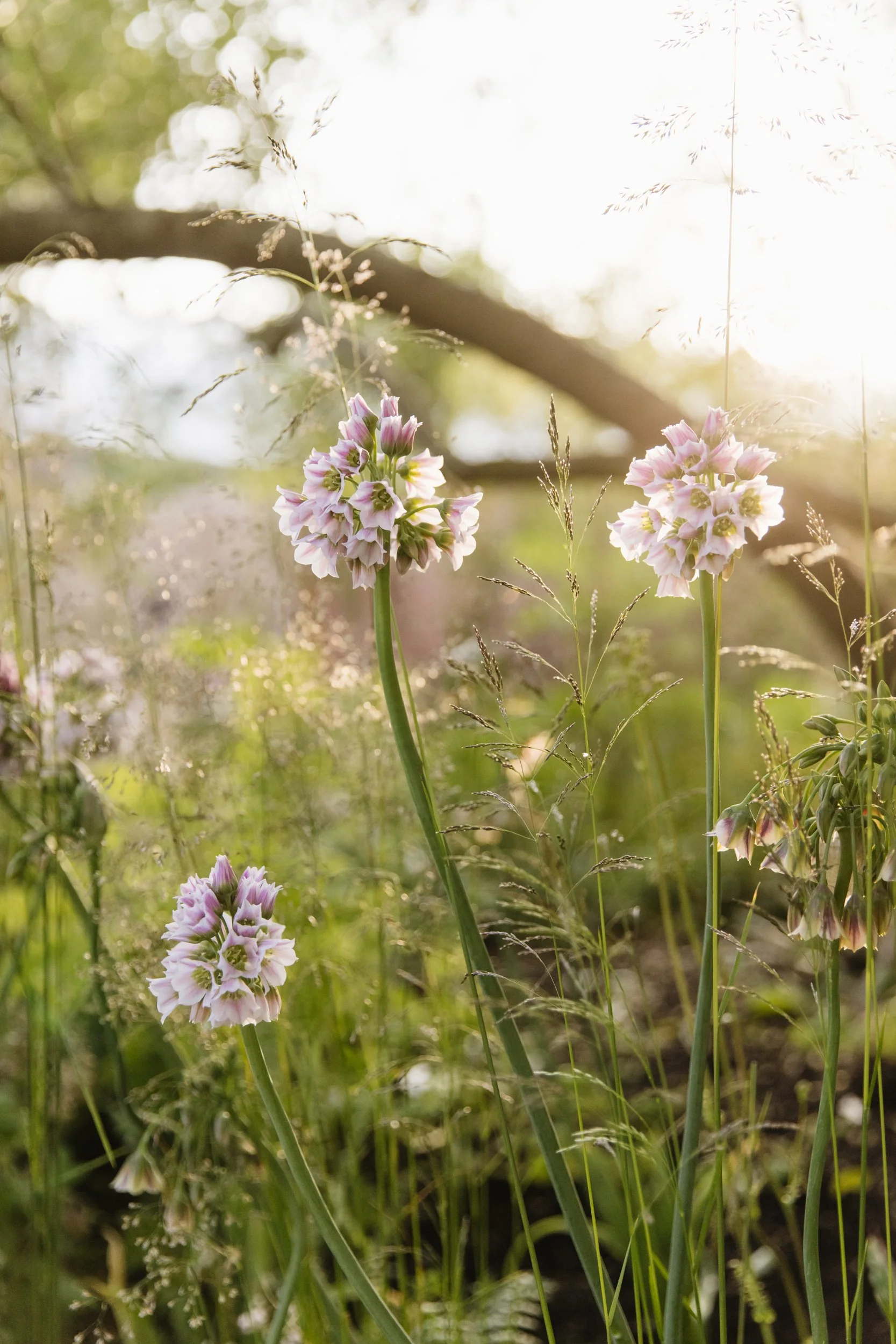 Show Gardens - RHS Chelsea 2023 — Sarah Price Landscapes