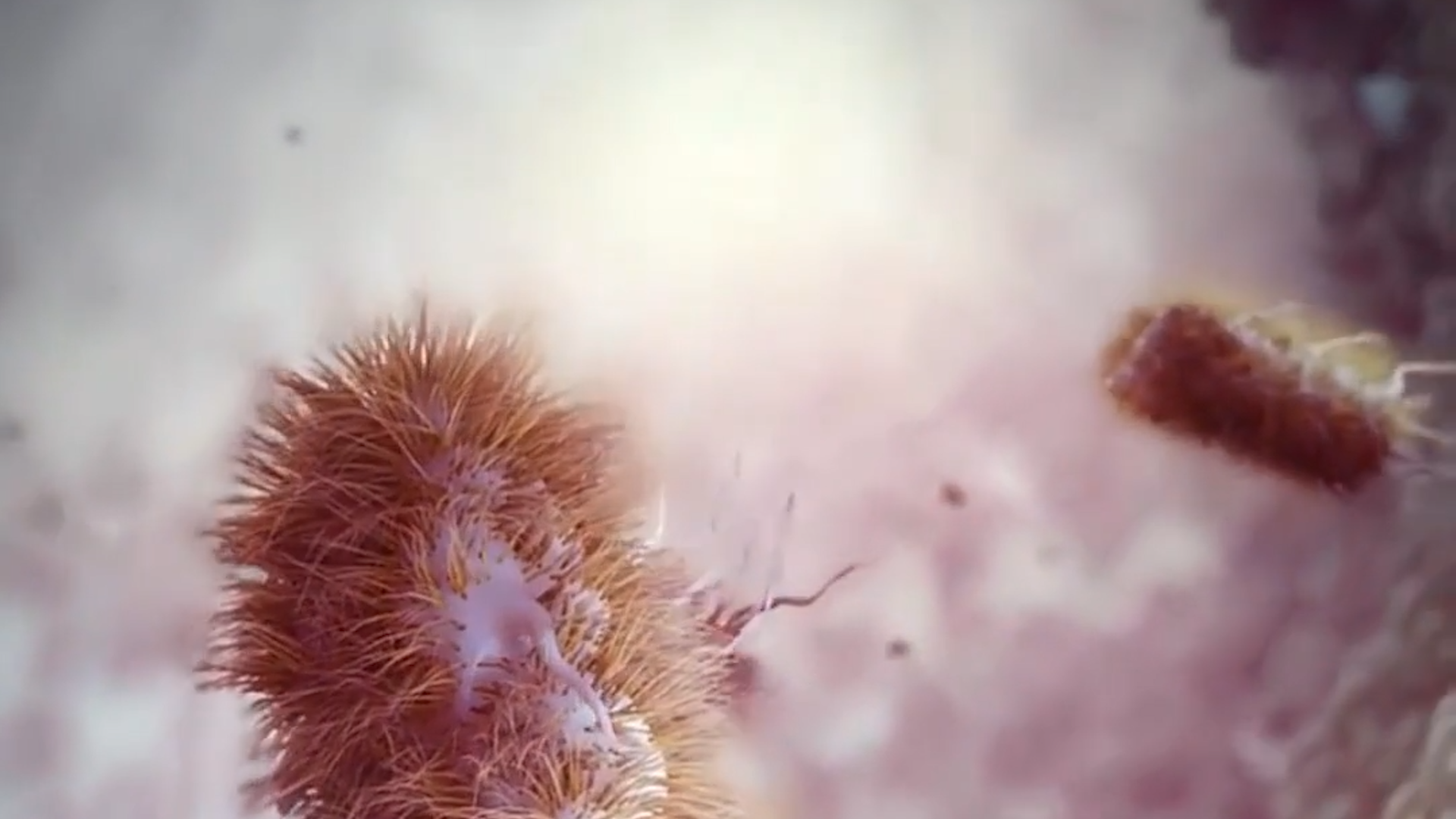 The beginner’s guide to bacteria: What they do, where they are and why ...