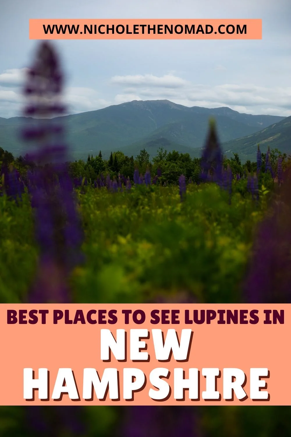A Compete Guide to the Lupines in New Hampshire — Nichole the Nomad