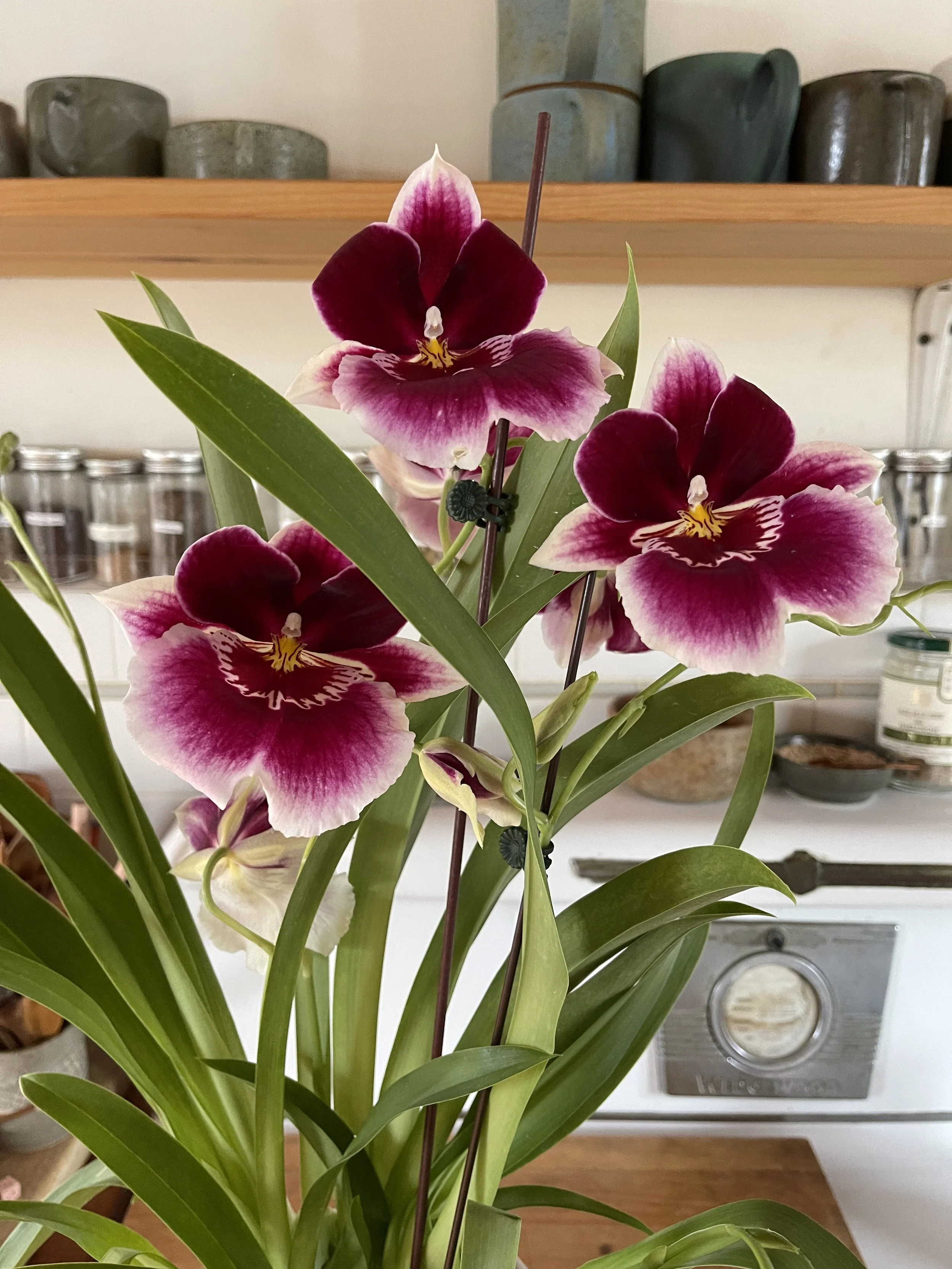 best flowers in portland best flower shop — COLIBRI FLOWERS