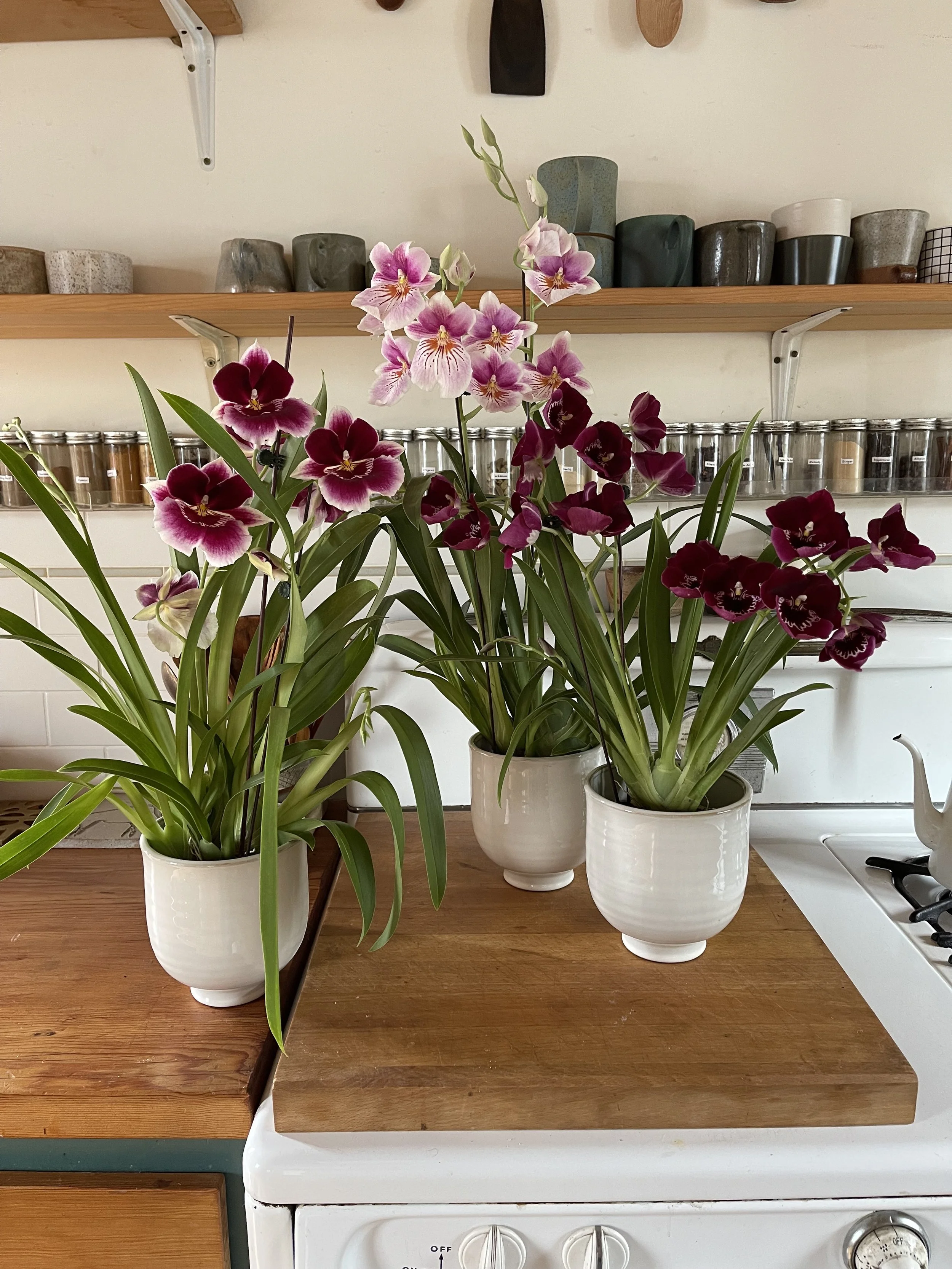 Shop Flowers — COLIBRI FLOWERS