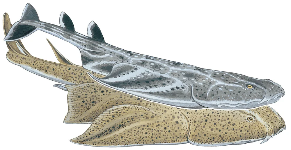 Angel shark Squatina squatina — Shark Research Institute