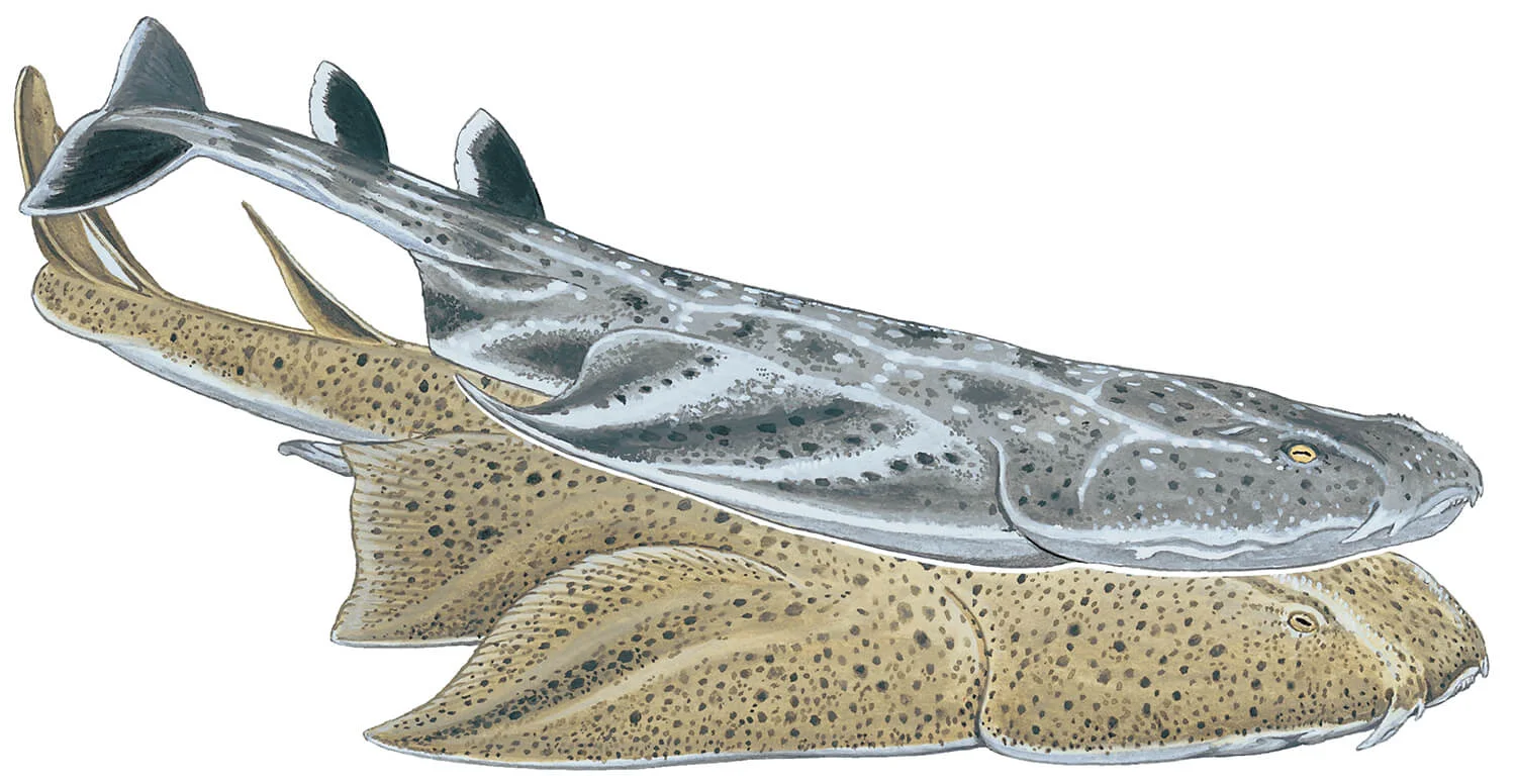 Angel shark Squatina squatina — Shark Research Institute