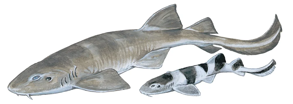 Carpet Shark