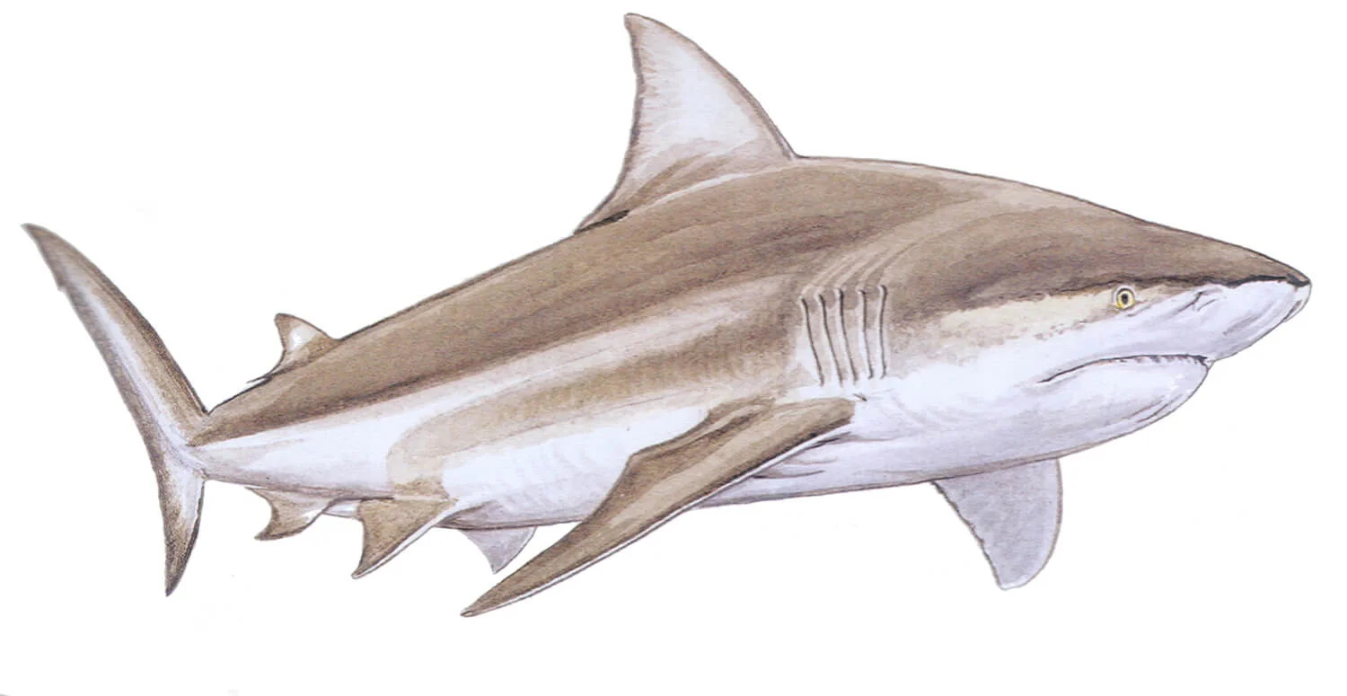 Bull shark - Carcharhinus leucas — Shark Research Institute