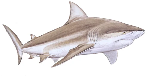 Bull shark - Carcharhinus leucas — Shark Research Institute