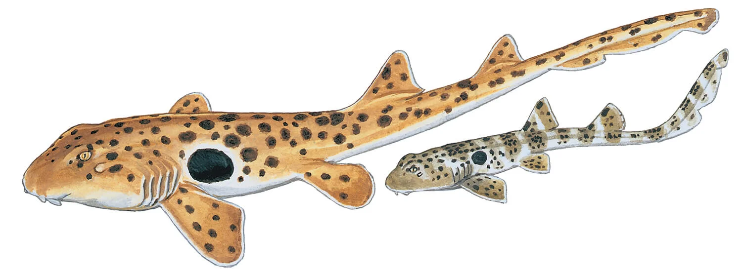 Epaulette shark - Hemiscyllium ocellatus — Shark Research Institute