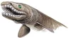 Frilled shark - Chlamydoselachus anguineus — Shark Research Institute