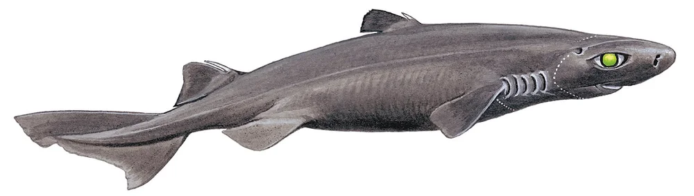 Great lanternshark - Etmopterus princeps — Shark Research Institute