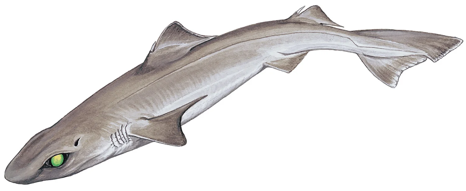 Gulper shark - Centrophorus granulosus — Shark Research Institute