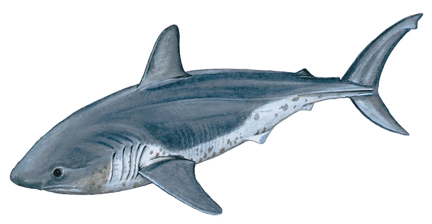 Salmon shark - Lamna ditropis — Shark Research Institute