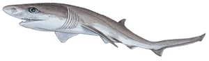 Sharpnose sevengill shark - Heptranchias perlo — Shark Research Institute