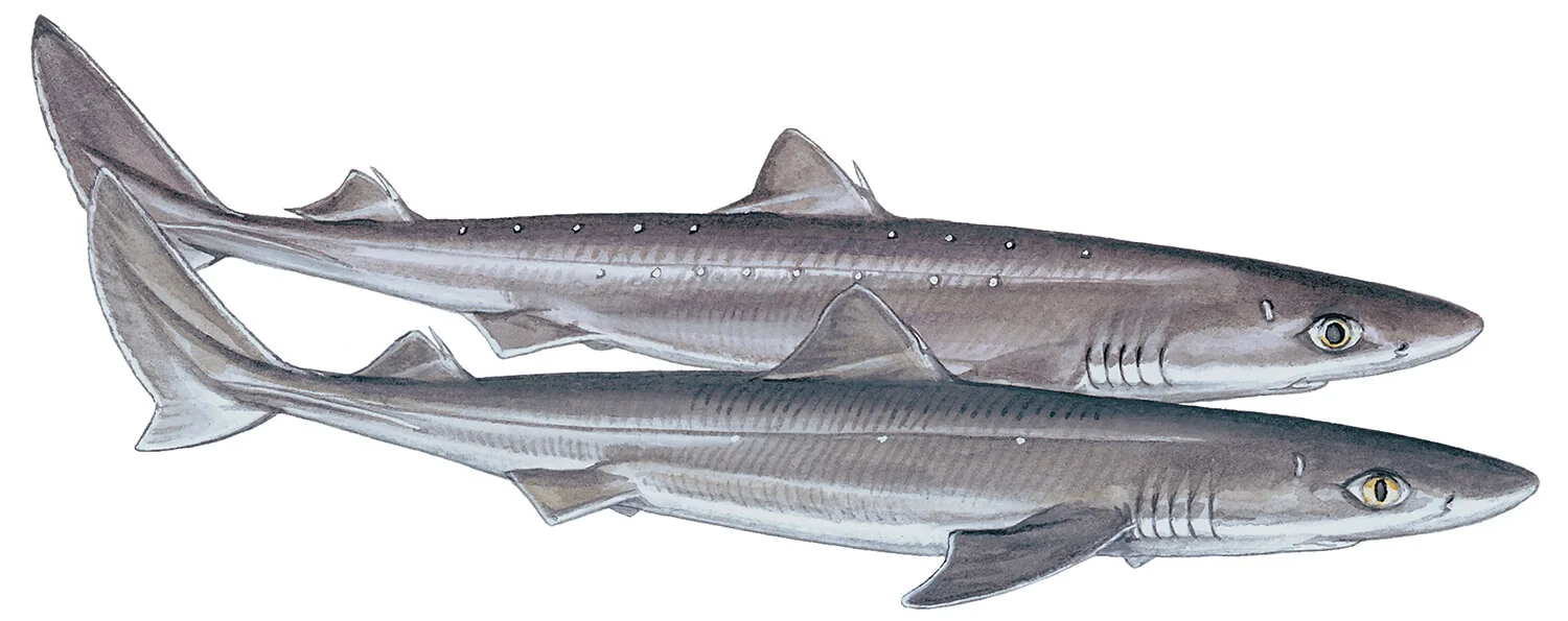 Spiny dogfish - Squalus acanthias — Shark Research Institute