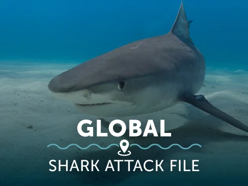 Global Shark Attack File — Shark Research Institute
