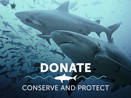 Facts about Shark Finning — Shark Research Institute