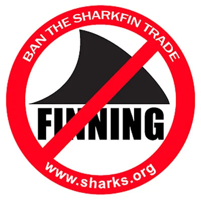 Facts about Shark Finning — Shark Research Institute