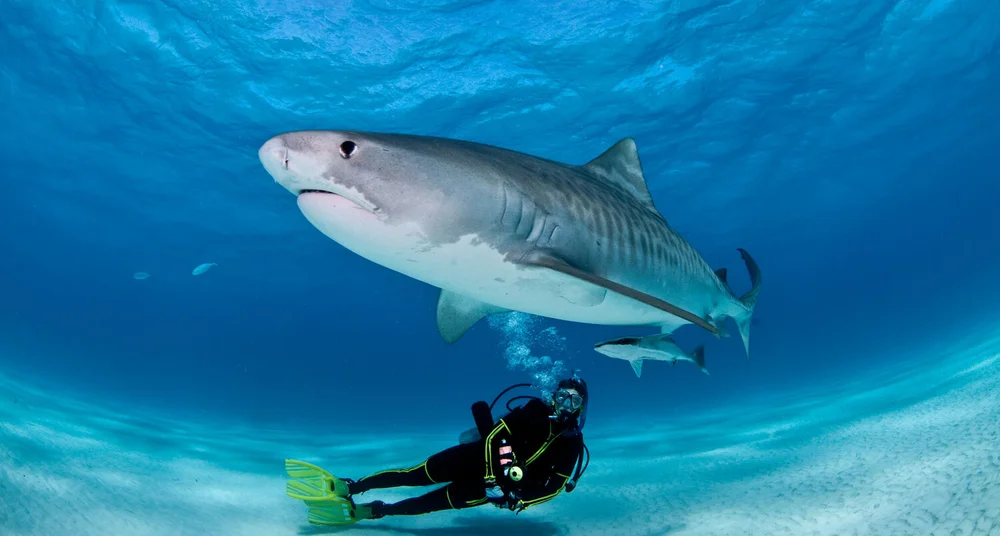 Tiger Shark Identification Expeditions — Shark Research Institute