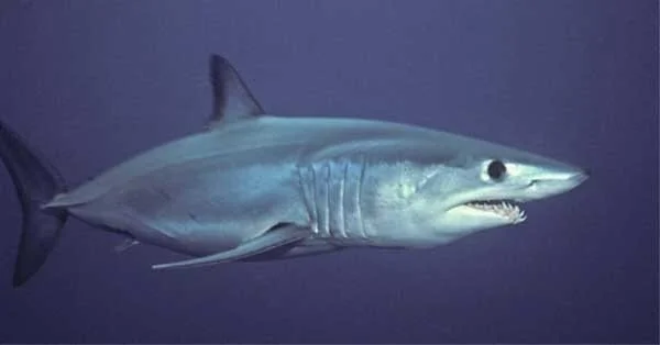 Canada Protects Endangered Mako Sharks — Shark Research Institute