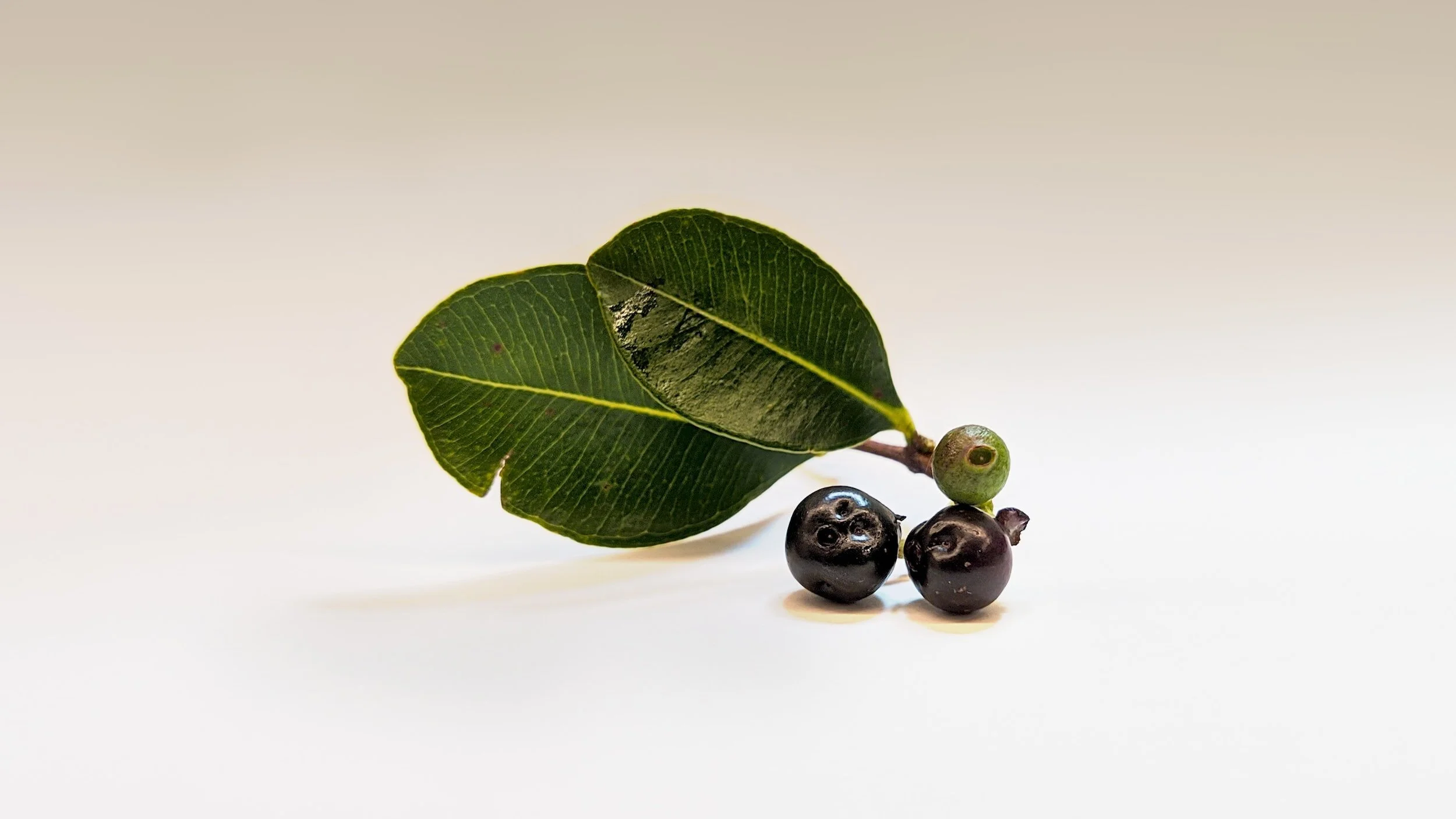 Sip Your Way to Youth With The Botox Berry — Tea for Torie