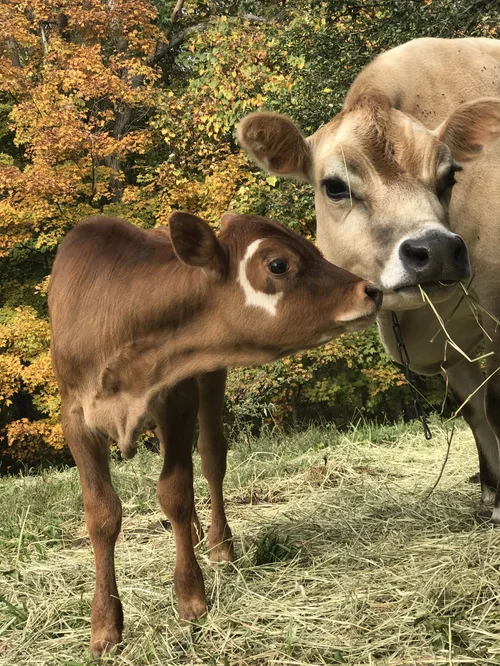 Our Calves & Mamas — calf + clover creamery