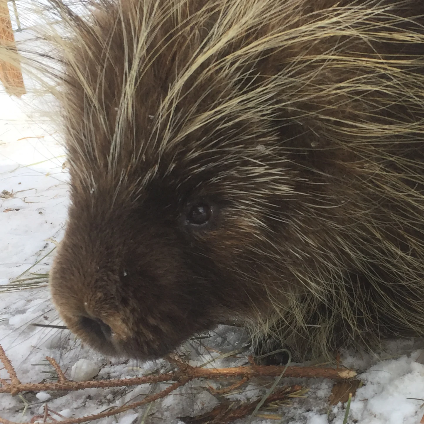 Porcupine Attack People