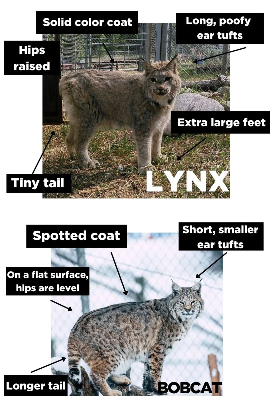 Lynx Vs Bobcat