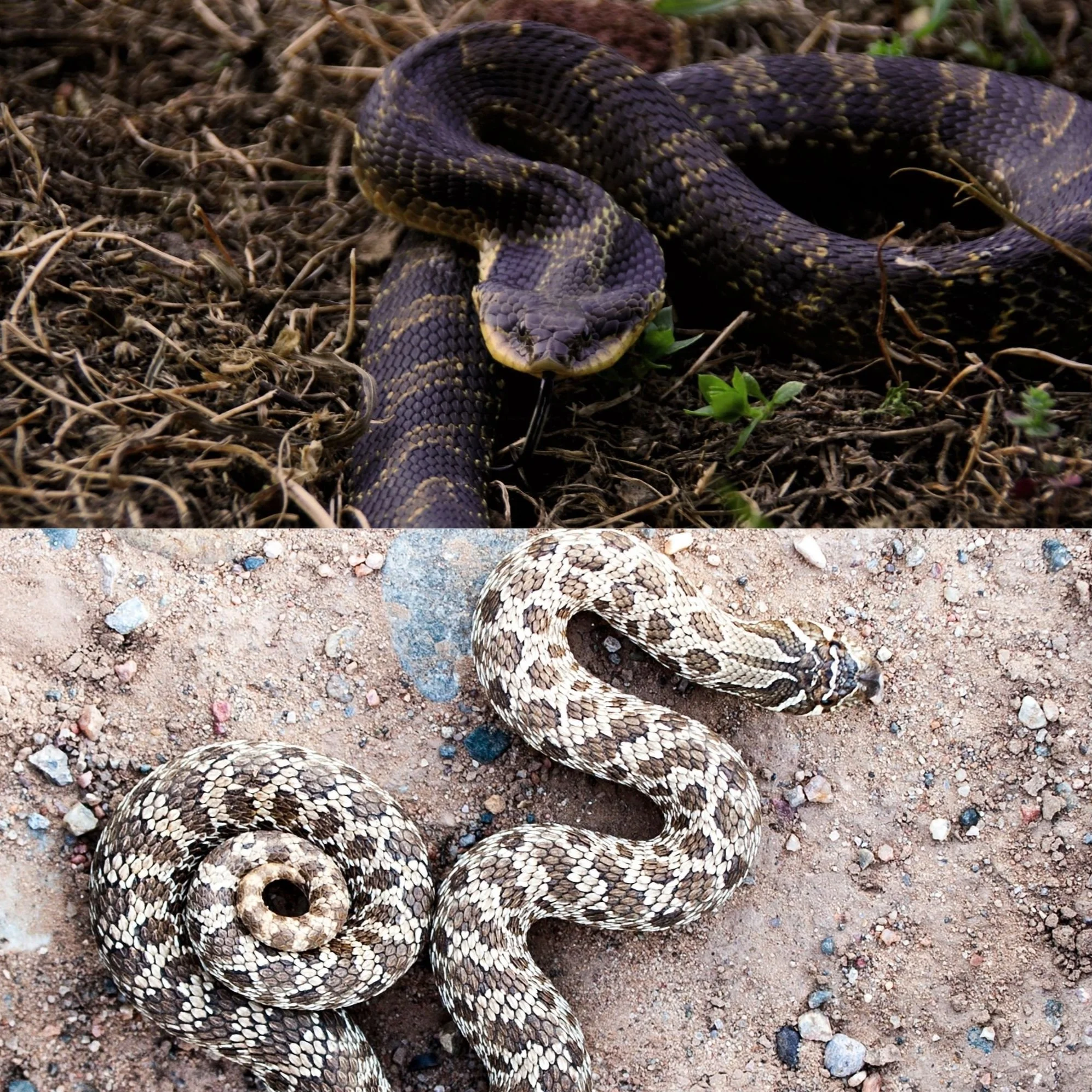 Black Eastern Hognose Snake
