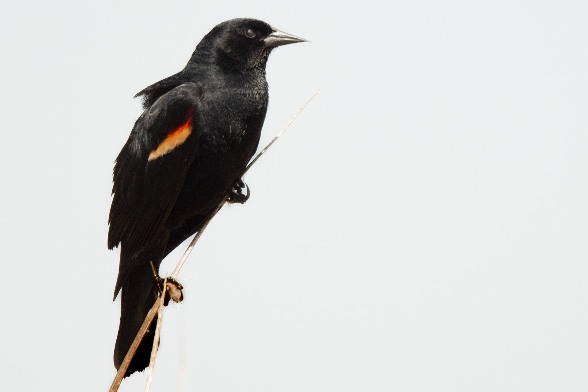 Bird Walk with Joseph Cooney at Turnbull NWR — Spokane Audubon Society