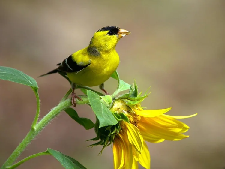 Native Plants — Spokane Audubon Society