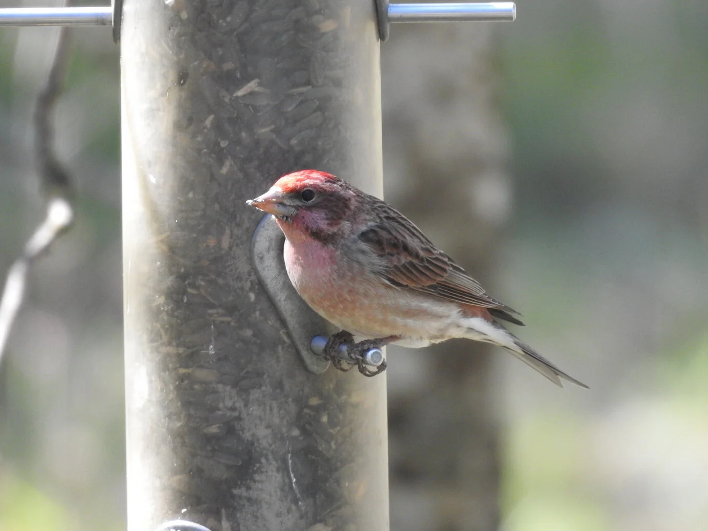 Bird Observations from South Spokane County — Spokane Audubon Society