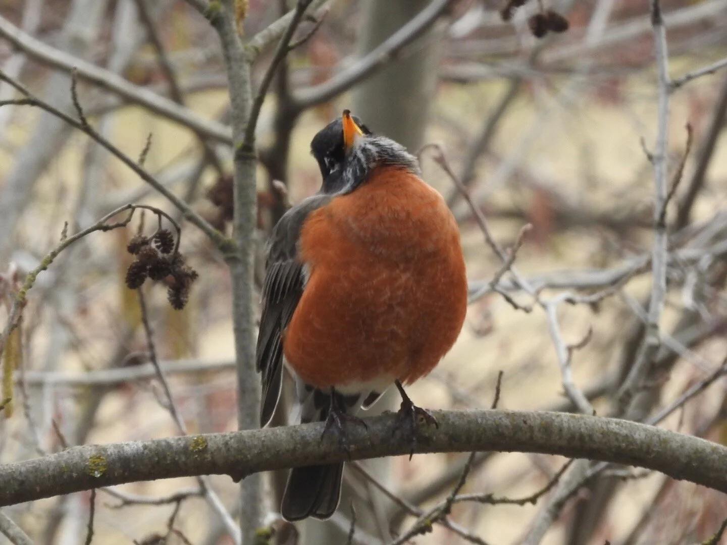 April 2020 South Hill Backyard Birds — Spokane Audubon Society