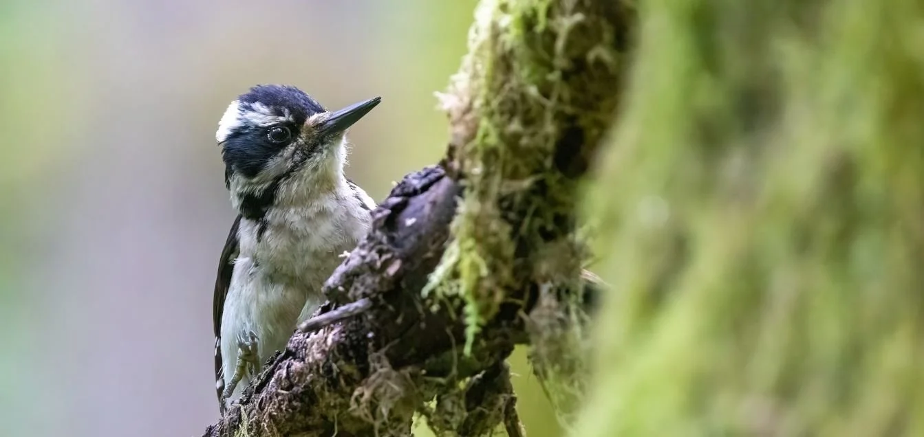 Great Backyard Bird Count — Spokane Audubon Society