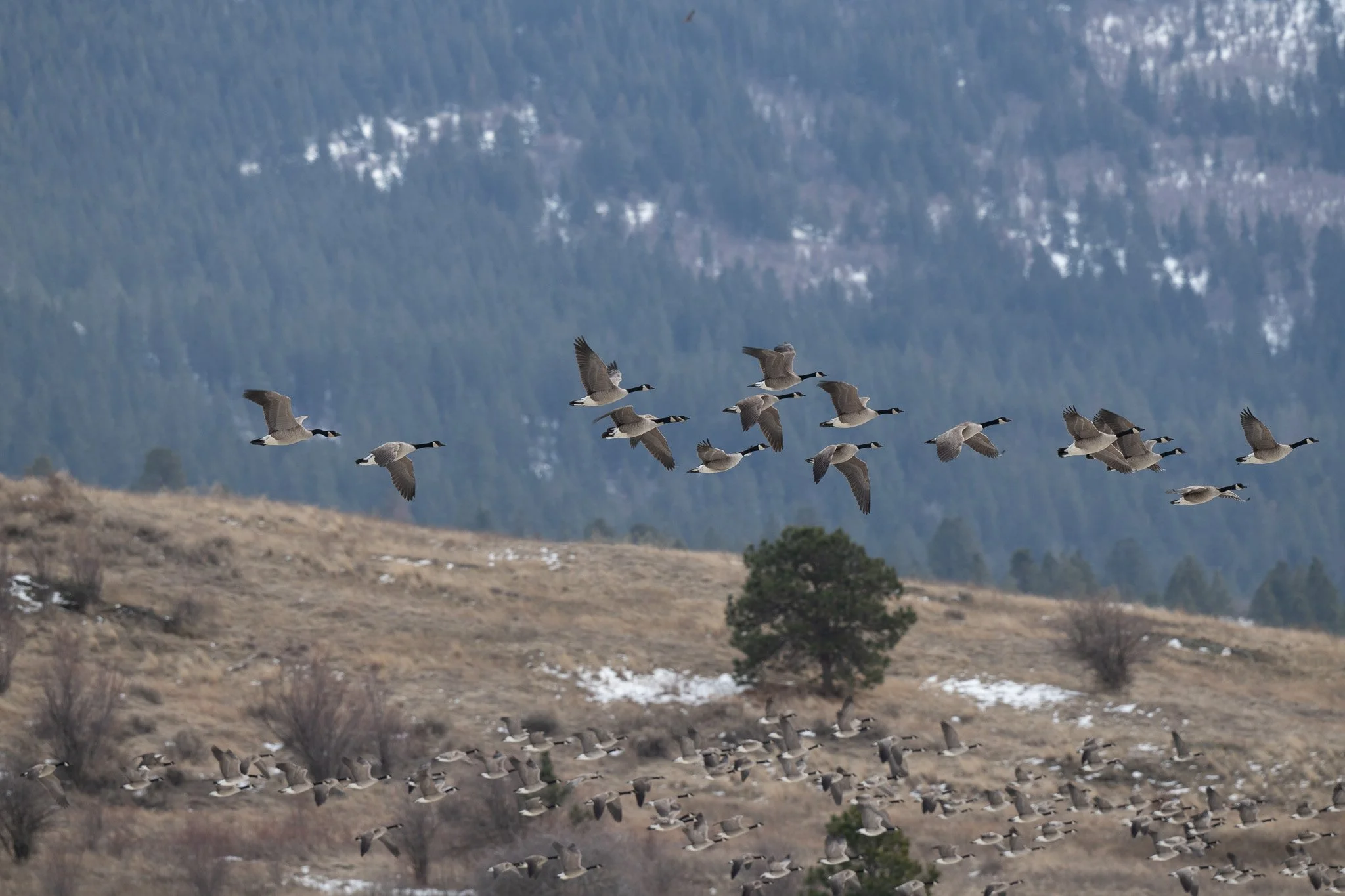 Saltese Flats Wetlands Bird Walk with Alan McCoy — Spokane Audubon Society