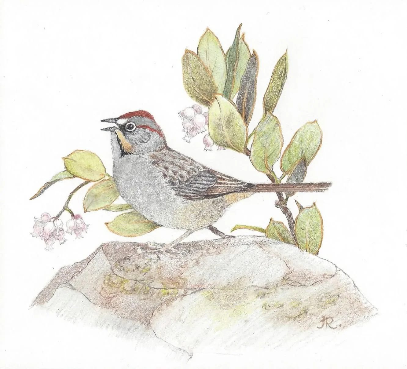 Remembering Jan Reynolds — Spokane Audubon Society