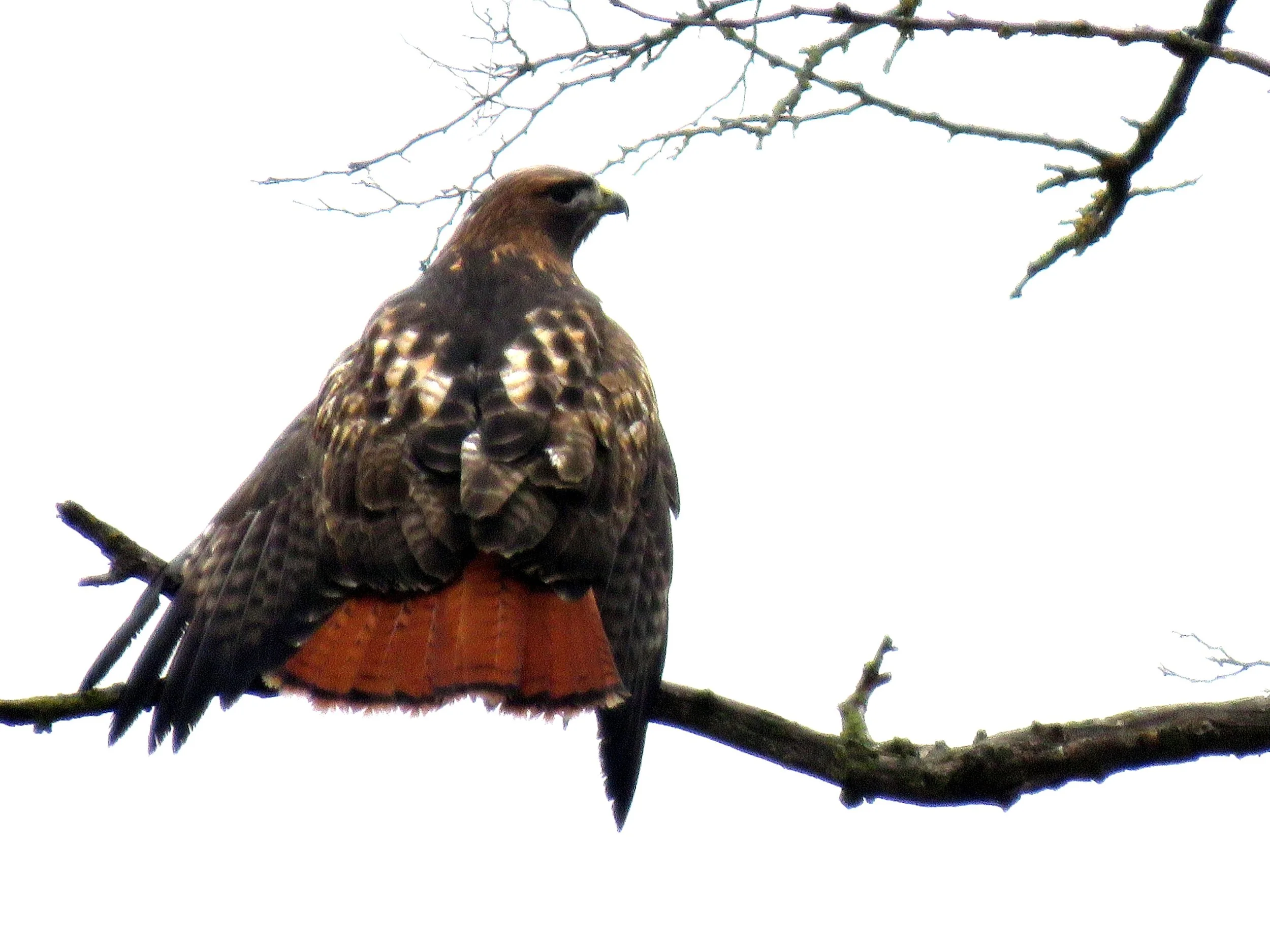 Winter Raptor Surveys — Spokane Audubon Society