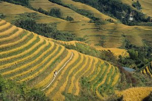 The best way to visit the Longji Rice Terraces from Guilin, China, in ...