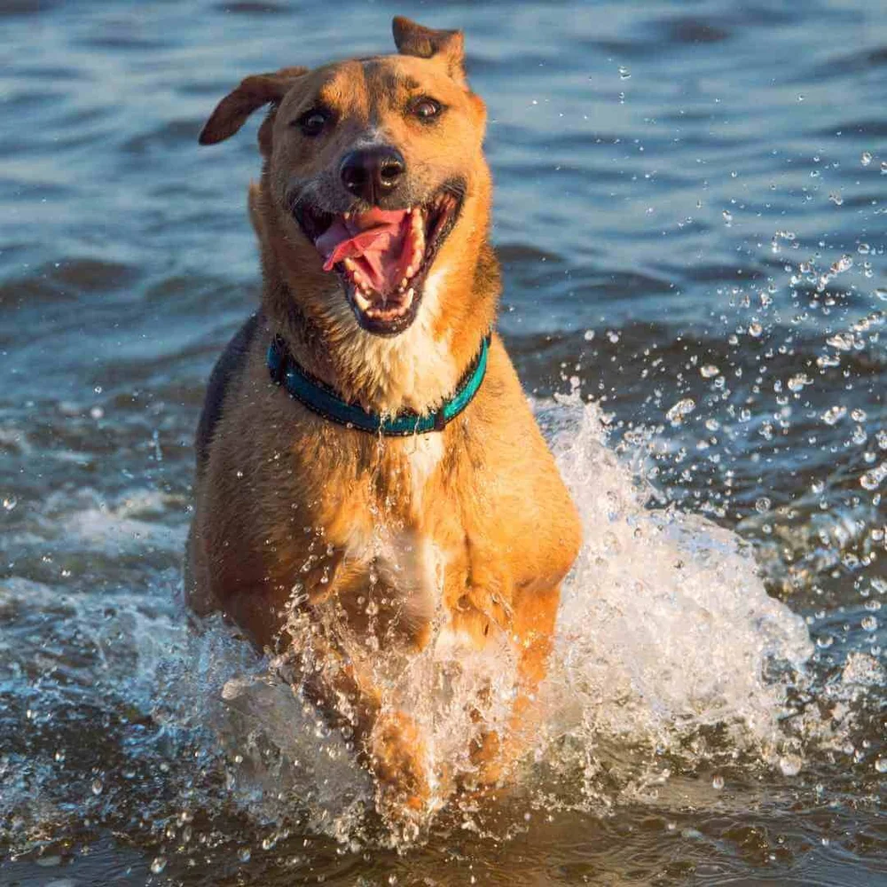 Dog ADHD & Hyperactive Dogs - The realistic, honest guide. — Best Mate ...