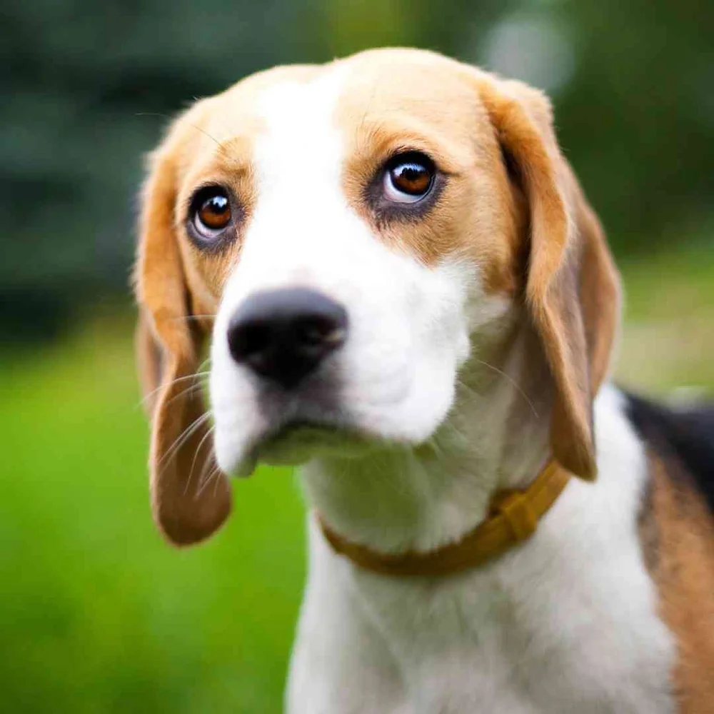 Training Anxious Dogs - The Realistic, Honest Guide to Anxious Dog ...