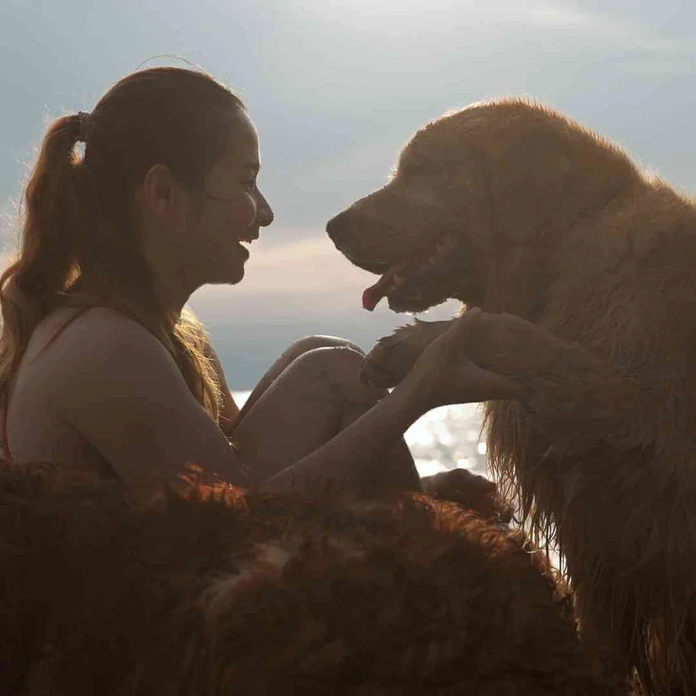 Training Golden Retrievers - A Realistic, Honest Golden Retriever ...