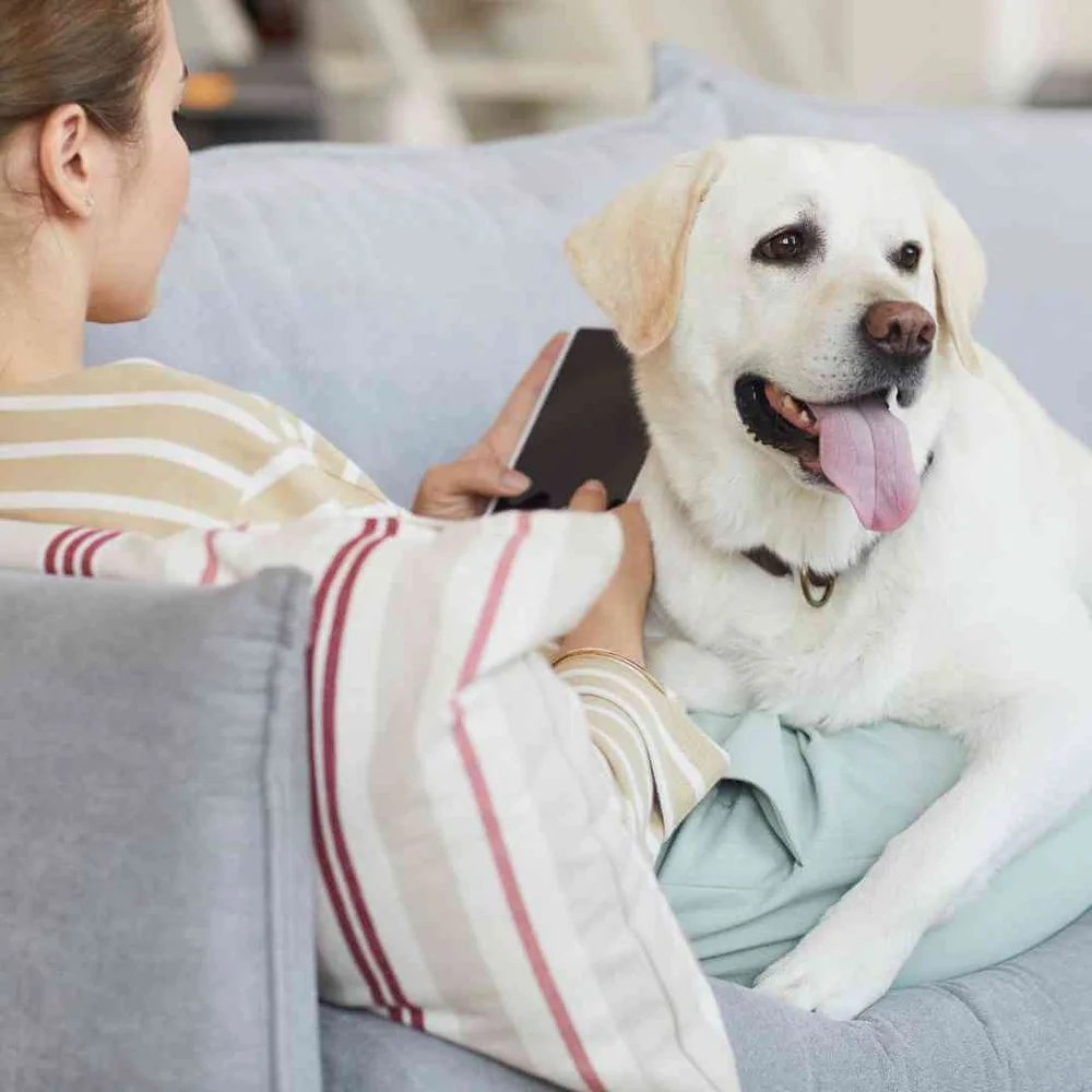 Training Labradors - A Realistic, Honest Labrador Training Guide — Best ...